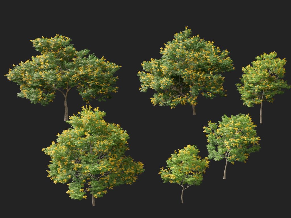 Bulnesia arborea - verawood 3D Model