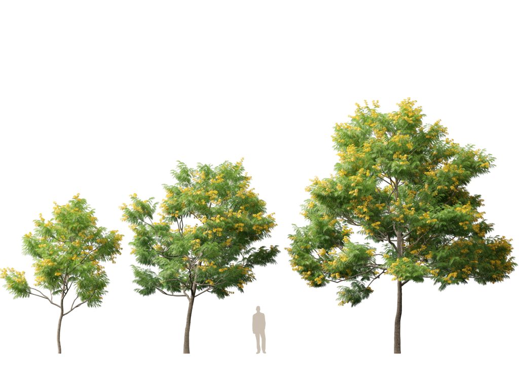 Bulnesia arborea - verawood 3D Model