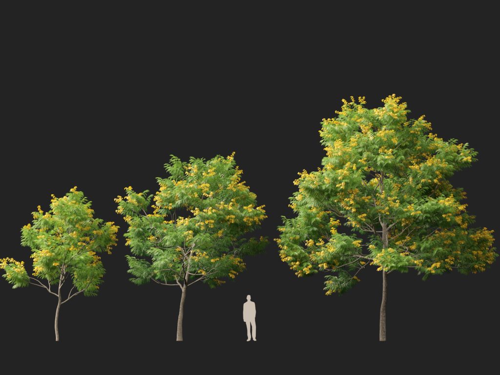 Bulnesia arborea - verawood 3D Model