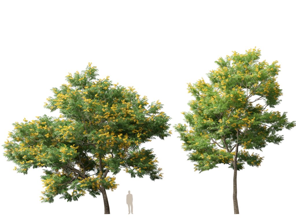Bulnesia arborea - verawood 3D Model