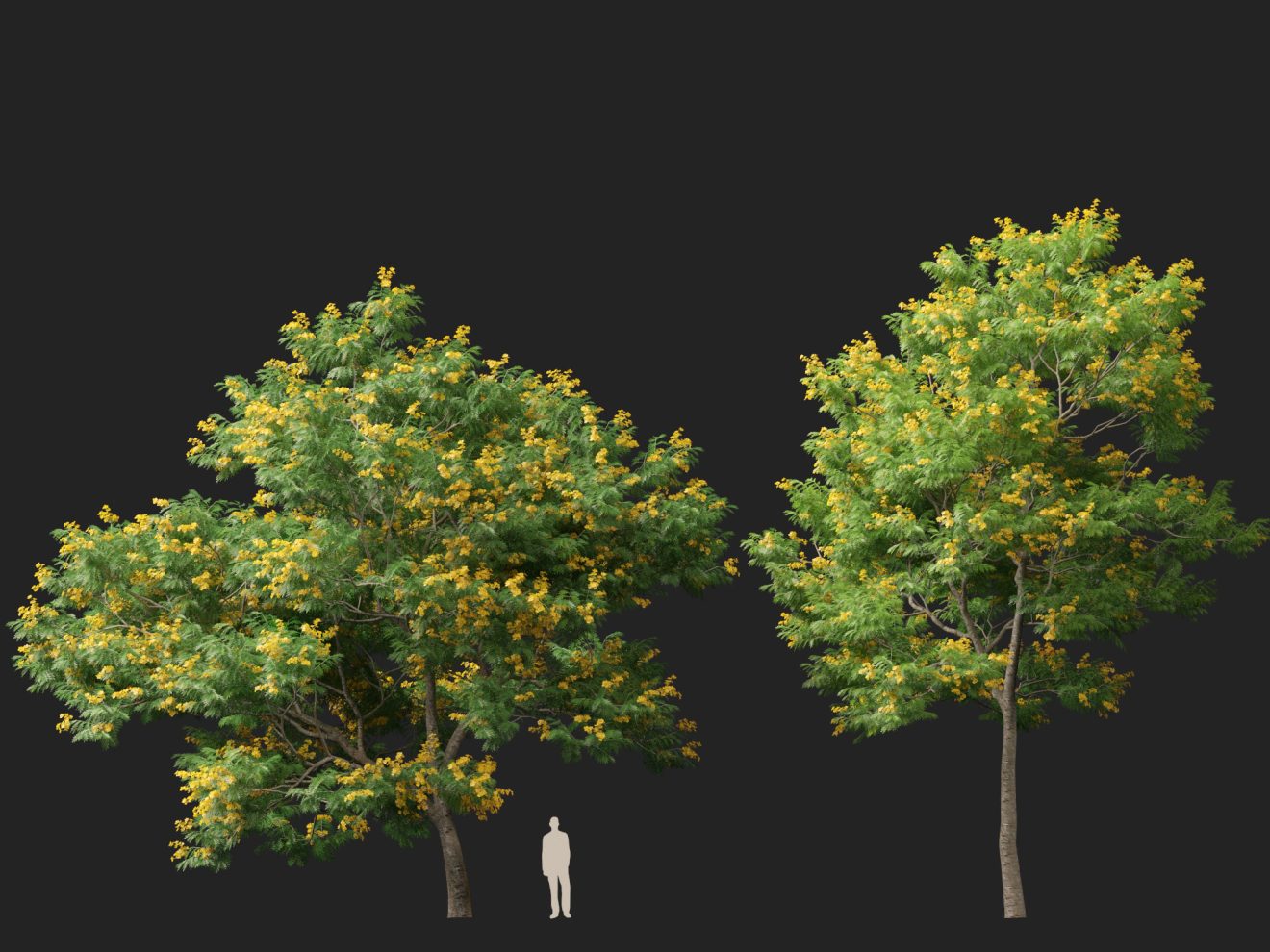 Bulnesia arborea - verawood 3D Model