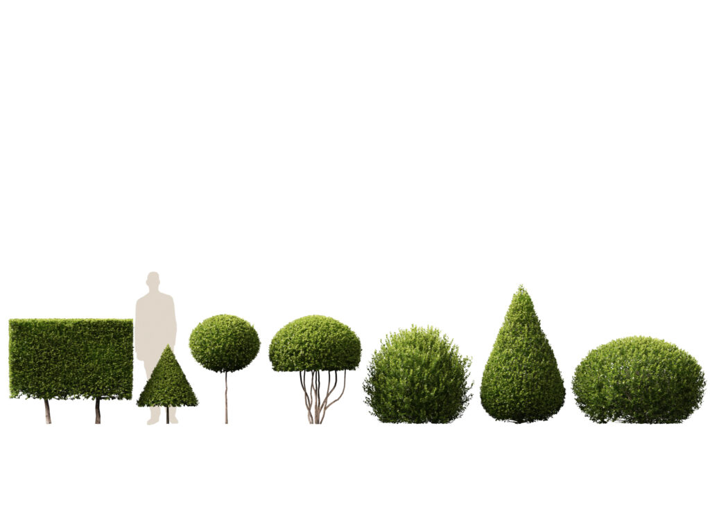 Buxus microphylla - littleleaf boxwood 3D Model