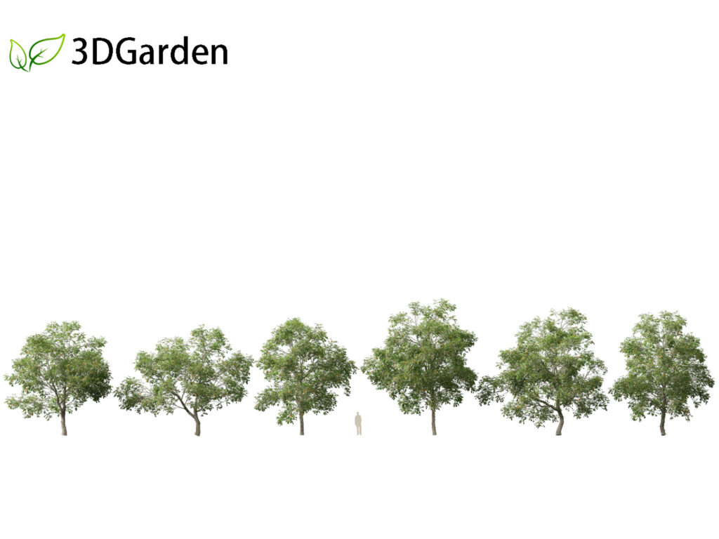 Carya ovata - Shagbark hickory 3D Model