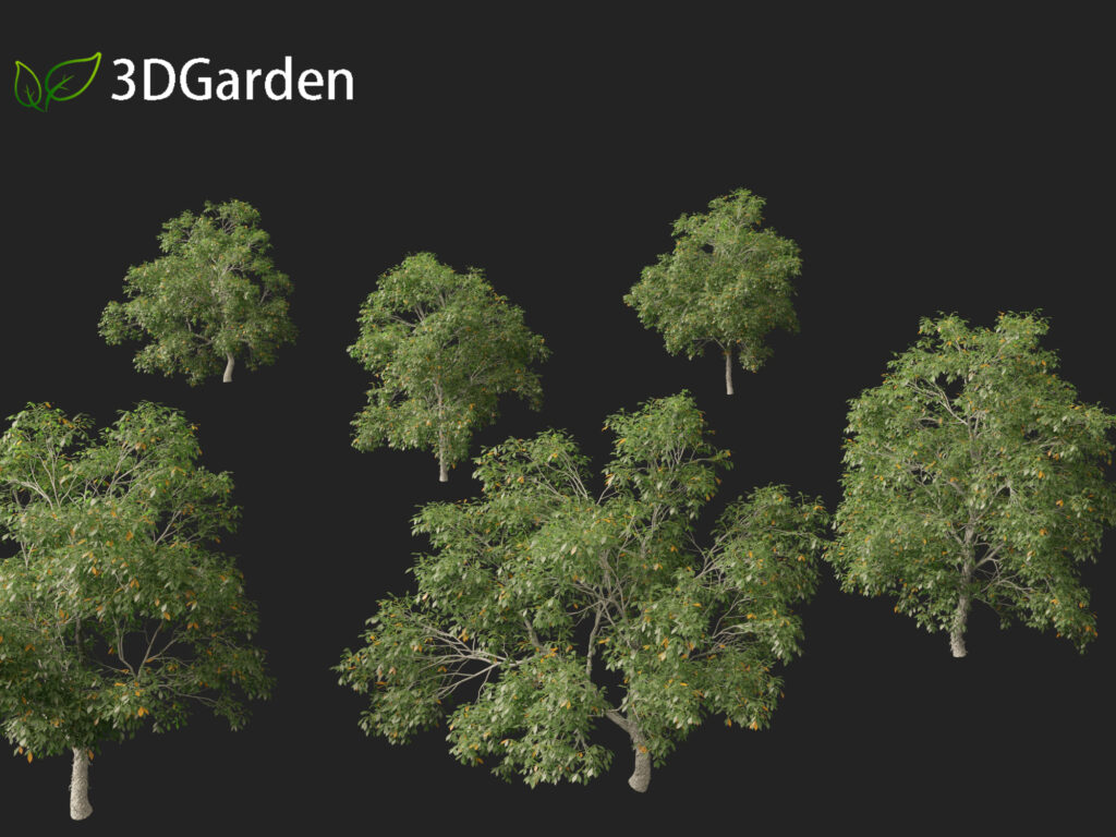 Carya ovata - Shagbark hickory 3D Model