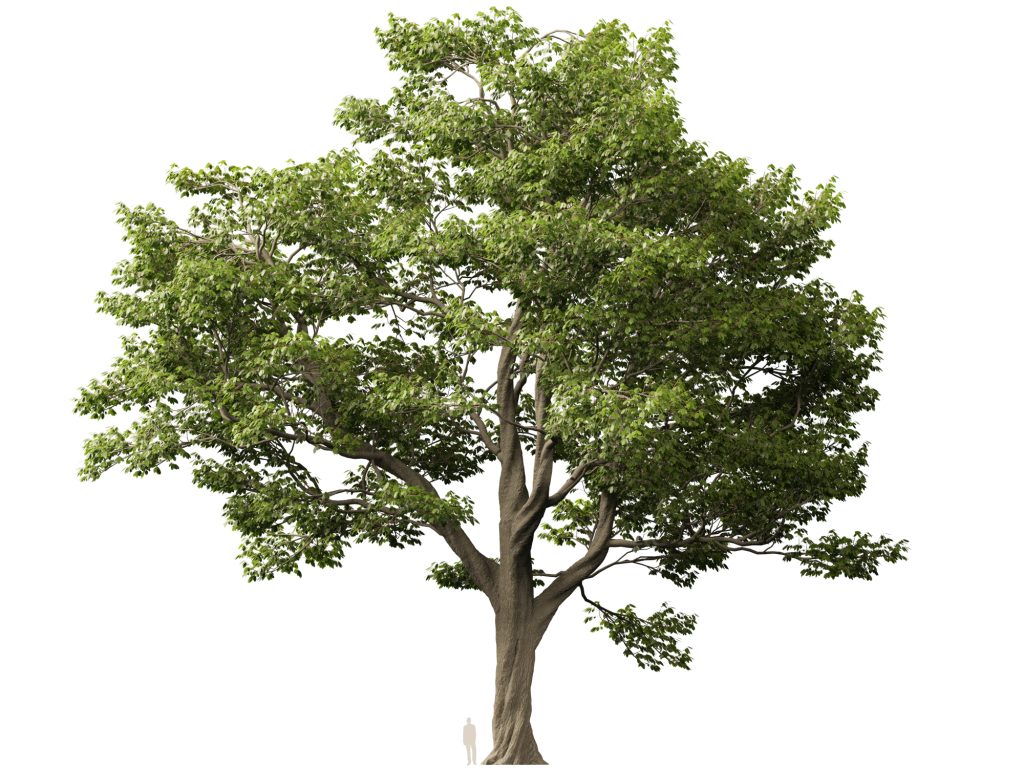 Castanea sativa - Sweet chestnut - 3DGardenPlants