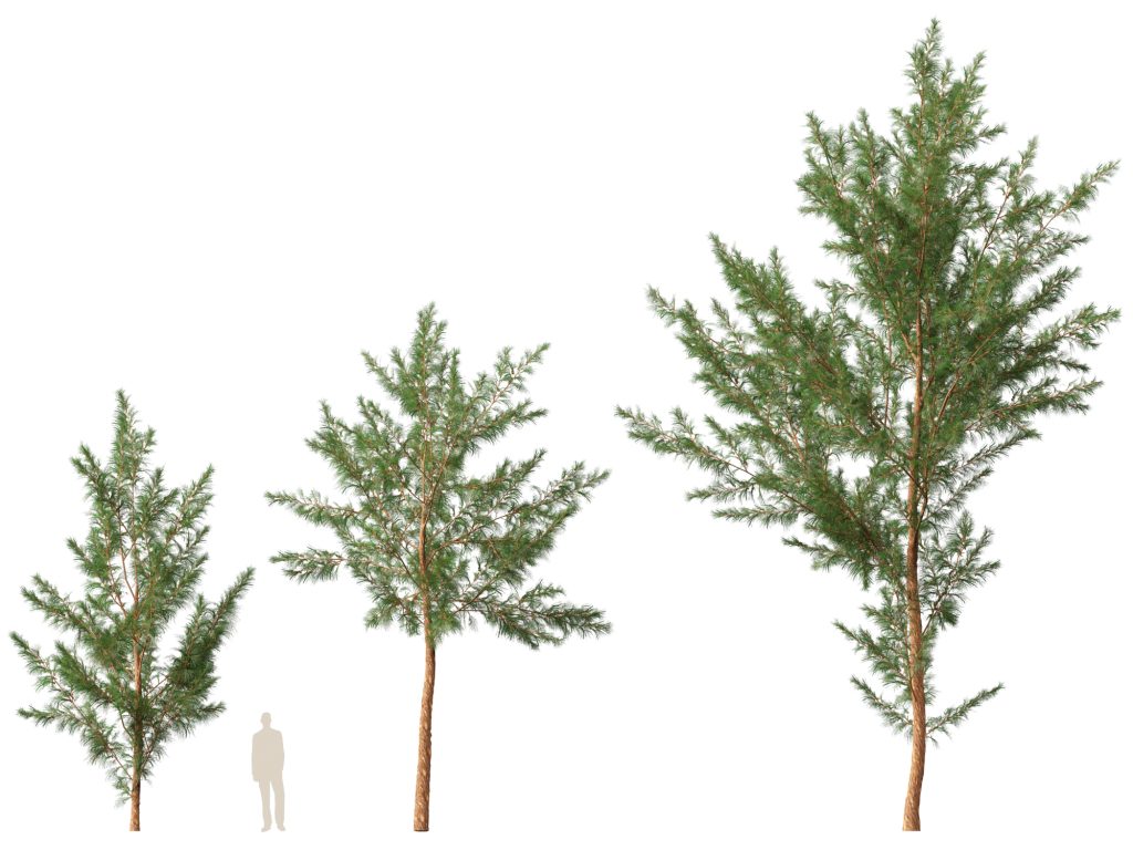 Casuarina equisetifolia - Australian pine tree 3D Model - 3DGardenPlants