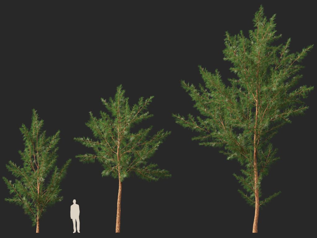 Casuarina equisetifolia - Australian pine tree 3D Model - 3DGardenPlants