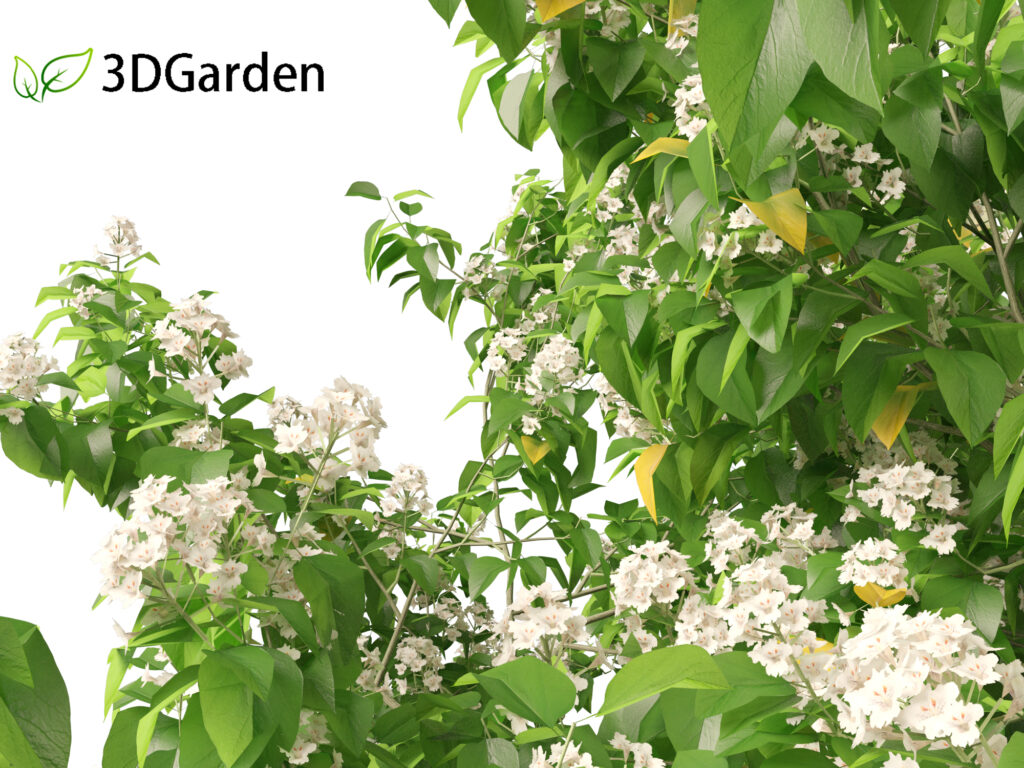 Catalpa speciosa - Northern catalpa 3D Model