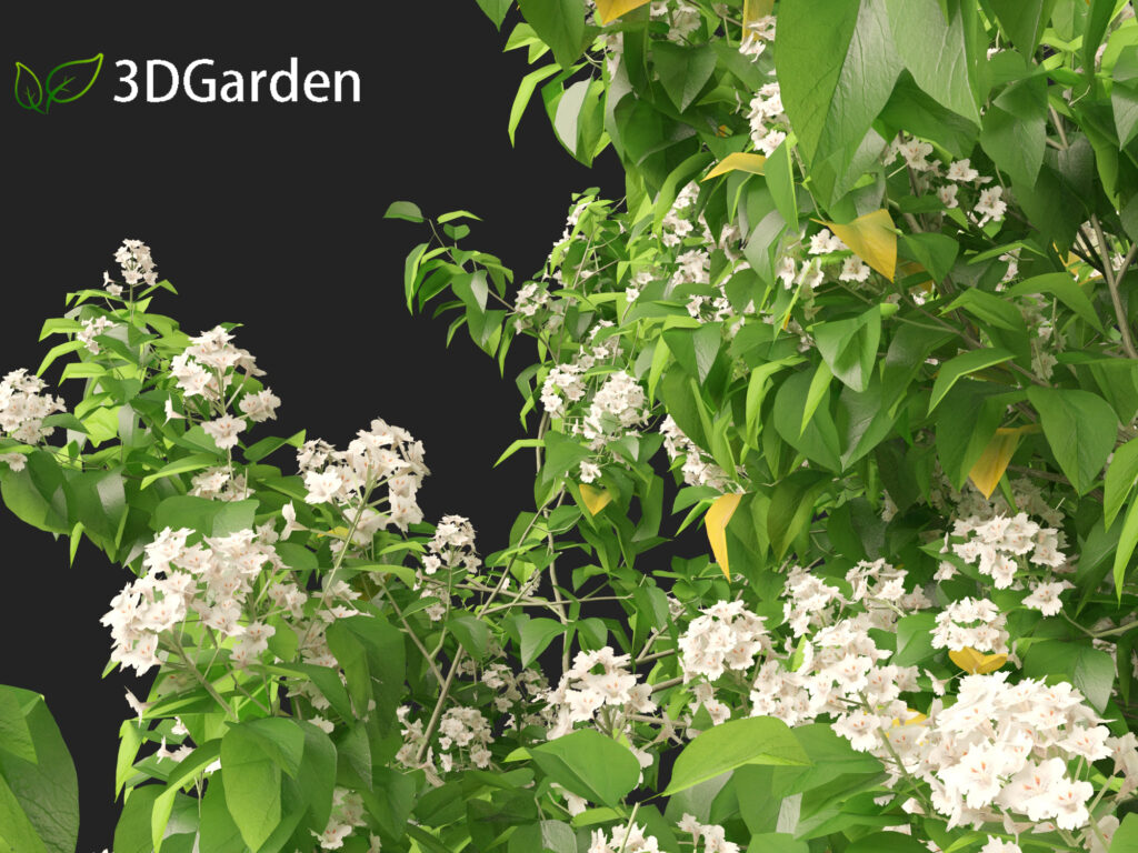Catalpa speciosa - Northern catalpa 3D Model