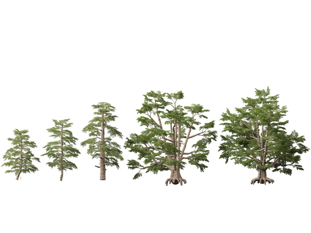 Cedrus libani - Cedar of Lebanon 3D Model - 3DGardenPlants