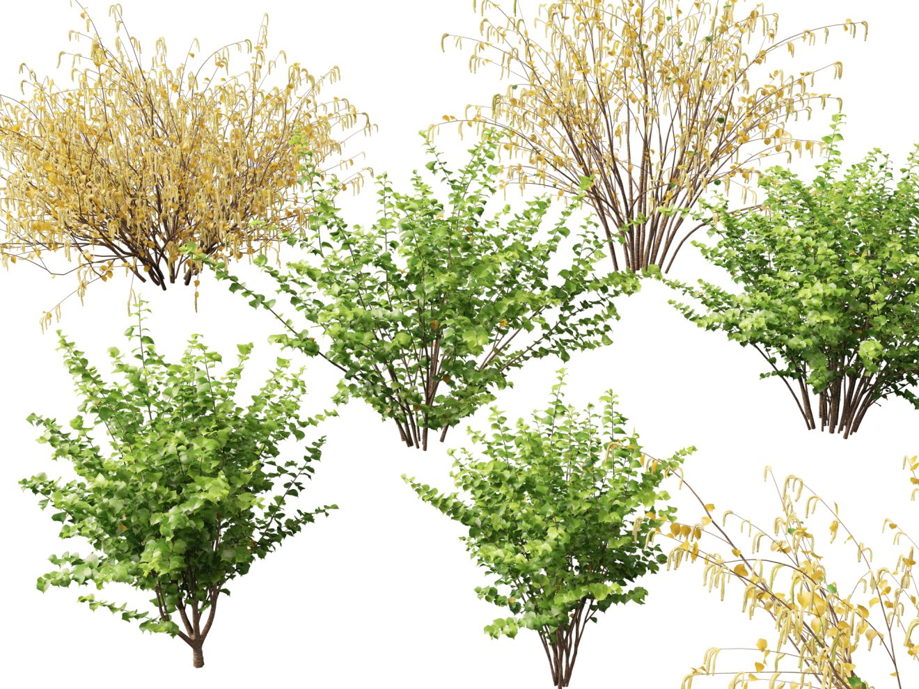 Twinmotion Plants, Tree, Grass 3D Models Free Download