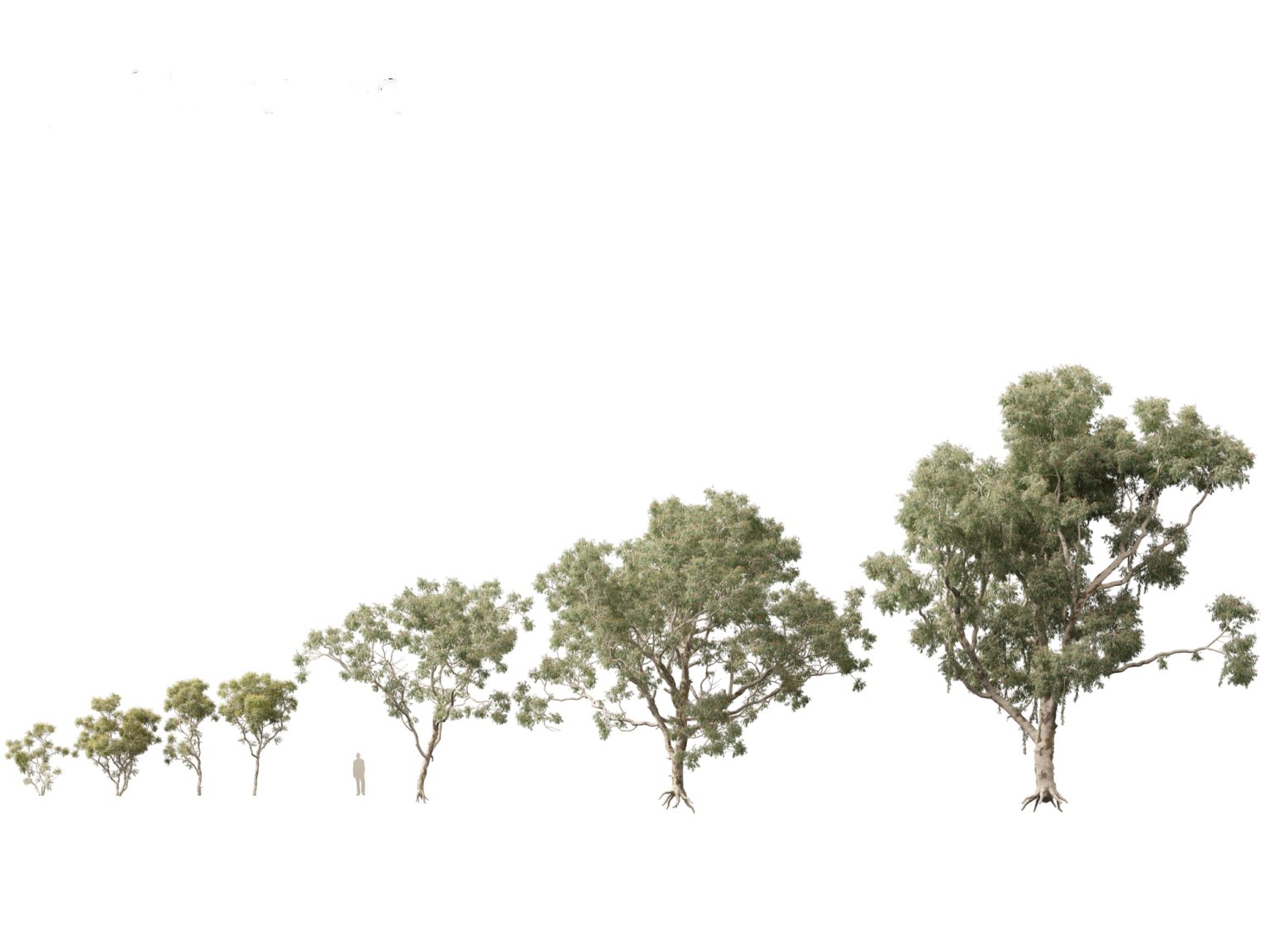 Australian Native Trees Pack 31