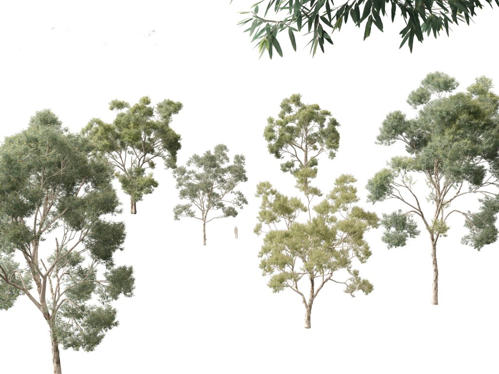 Australian Native Trees Pack 31