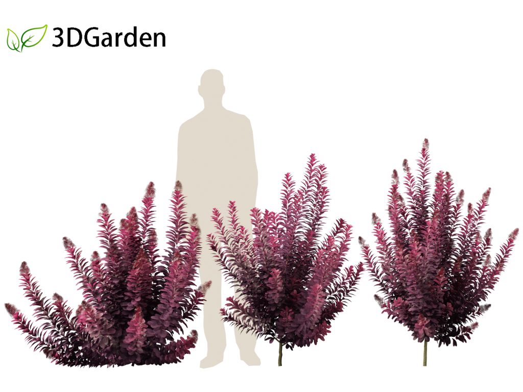 Cotinus coggygria Royal Purple 3D Model