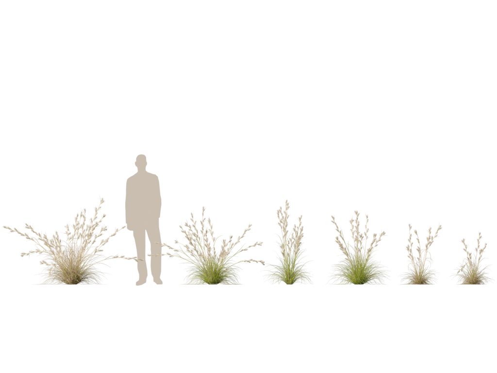 Cymbopogon ambiguus - Australian lemon-scented grass 3D Model