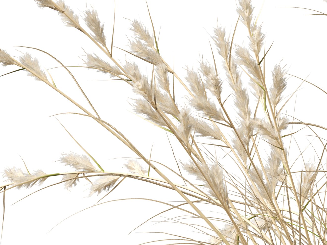 Cymbopogon ambiguus - Australian lemon-scented grass 3D Model