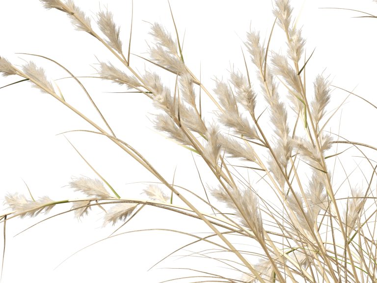 Cymbopogon ambiguus - Australian lemon-scented grass 3D Model