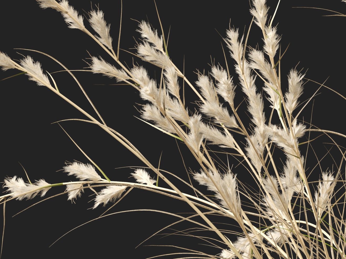 Cymbopogon ambiguus - Australian lemon-scented grass 3D Model