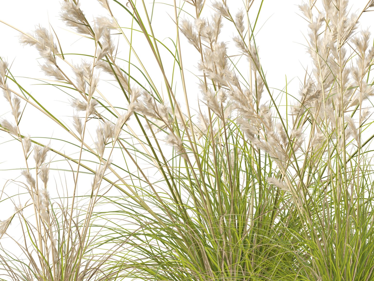 Cymbopogon ambiguus - Australian lemon-scented grass 3D Model