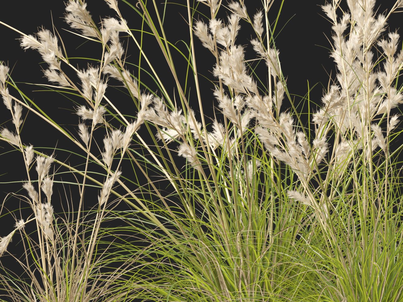 Cymbopogon ambiguus - Australian lemon-scented grass 3D Model