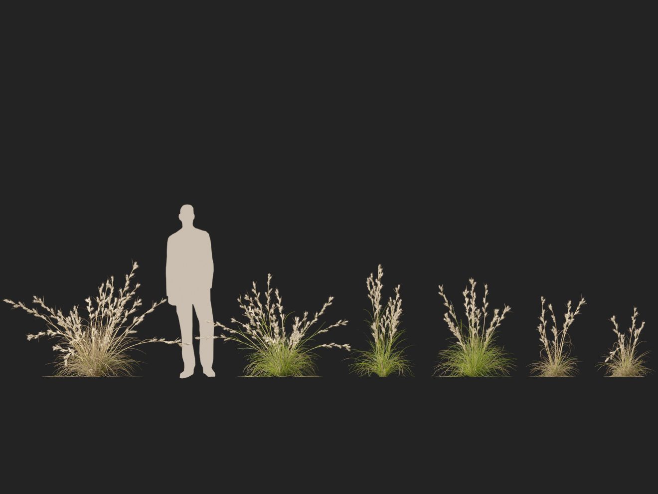 Cymbopogon ambiguus - Australian lemon-scented grass 3D Model