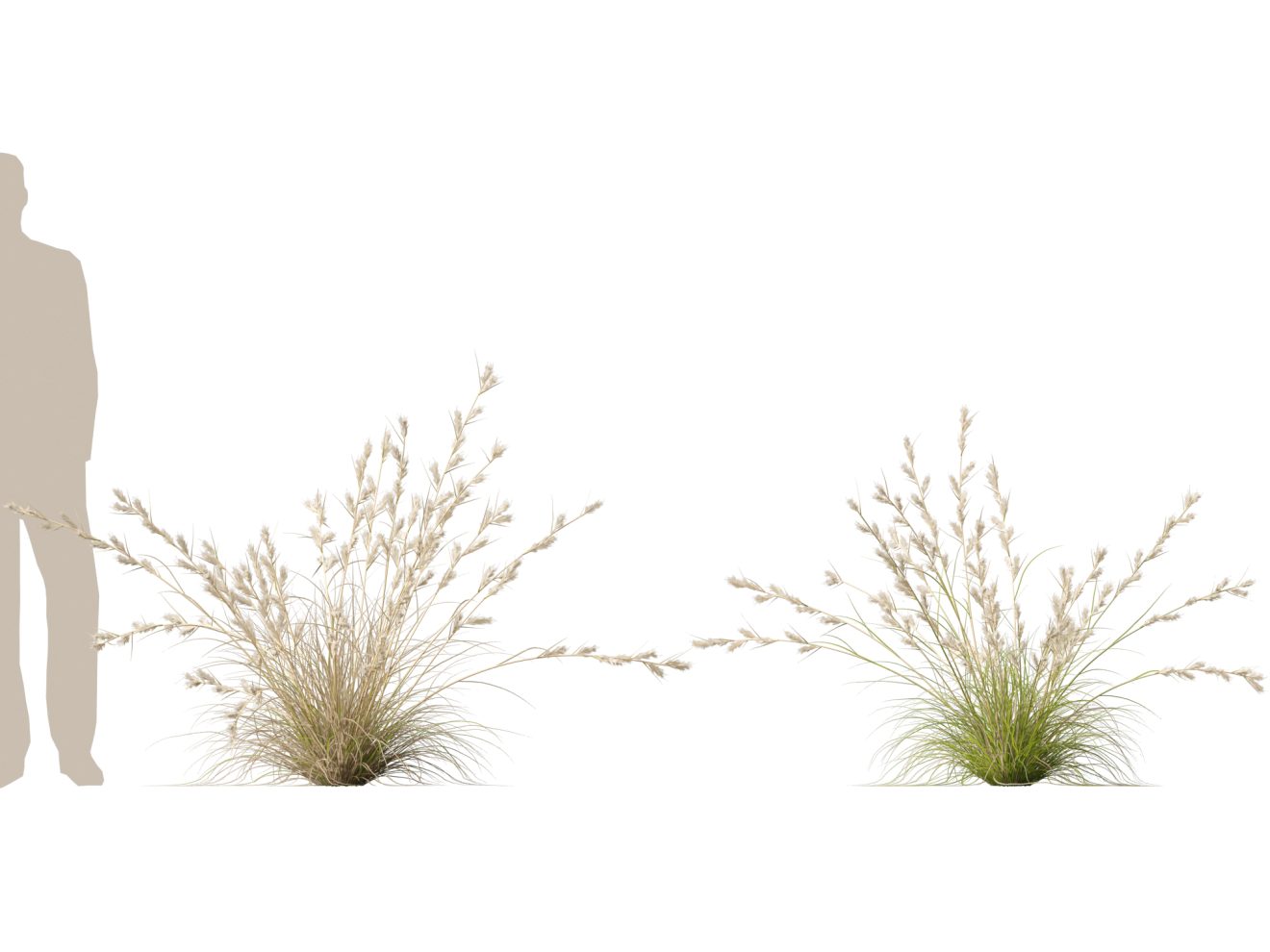 Cymbopogon ambiguus - Australian lemon-scented grass 3D Model