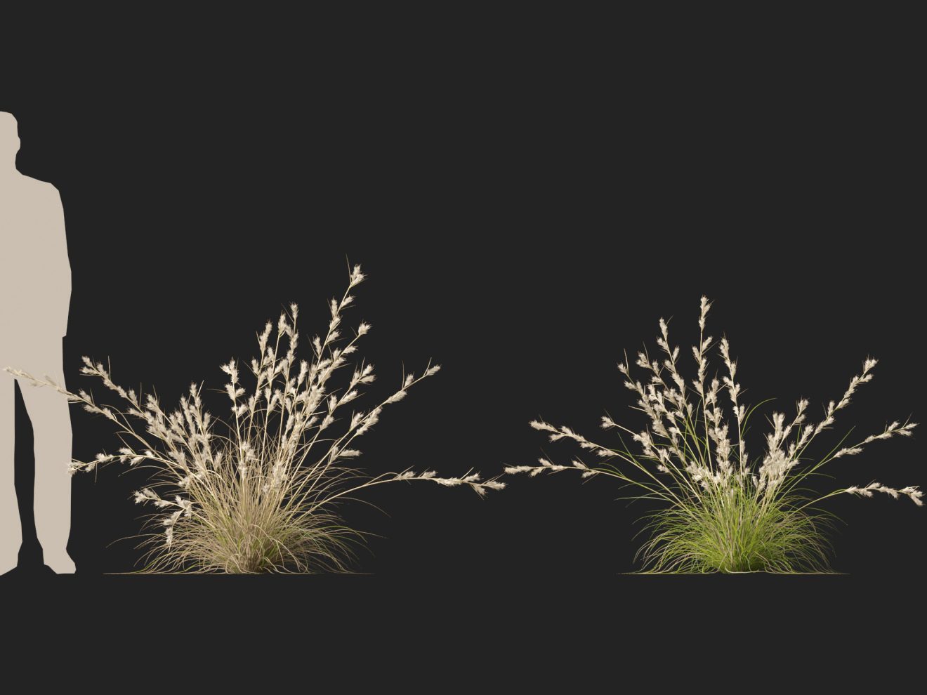 Cymbopogon ambiguus - Australian lemon-scented grass 3D Model