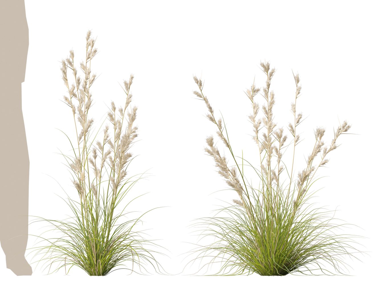 Cymbopogon ambiguus - Australian lemon-scented grass 3D Model