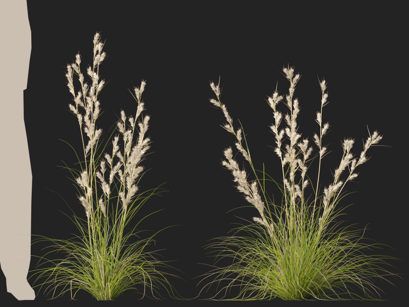Cymbopogon ambiguus - Australian lemon-scented grass 3D Model