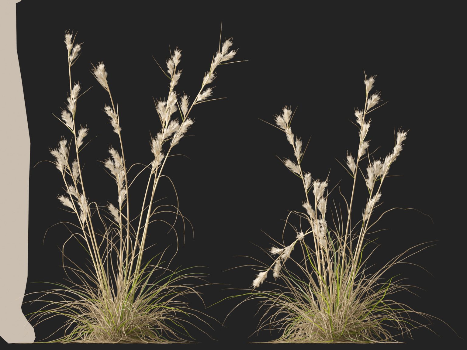 Cymbopogon ambiguus - Australian lemon-scented grass 3D Model