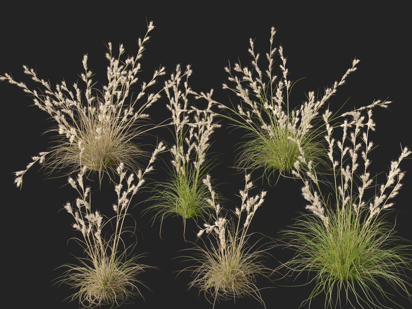 Cymbopogon ambiguus - Australian lemon-scented grass 3D Model