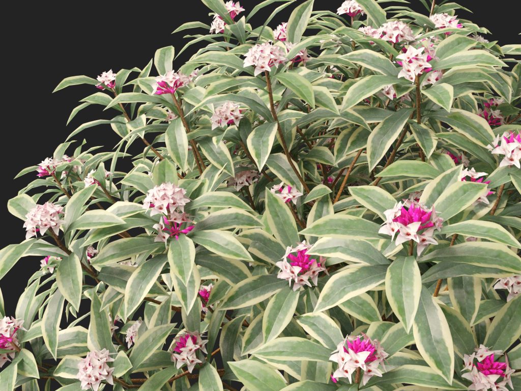 Daphne odora Marginata - Variegated winter 3D Model