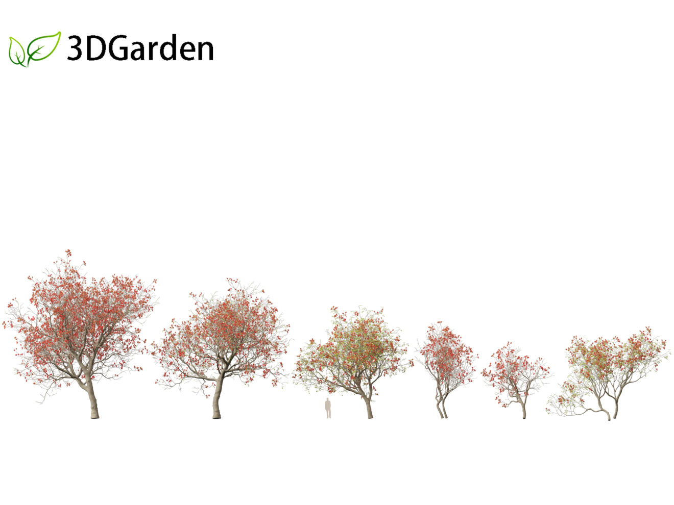 Erythrina variegata - Variegated Coral Tree 3D Model