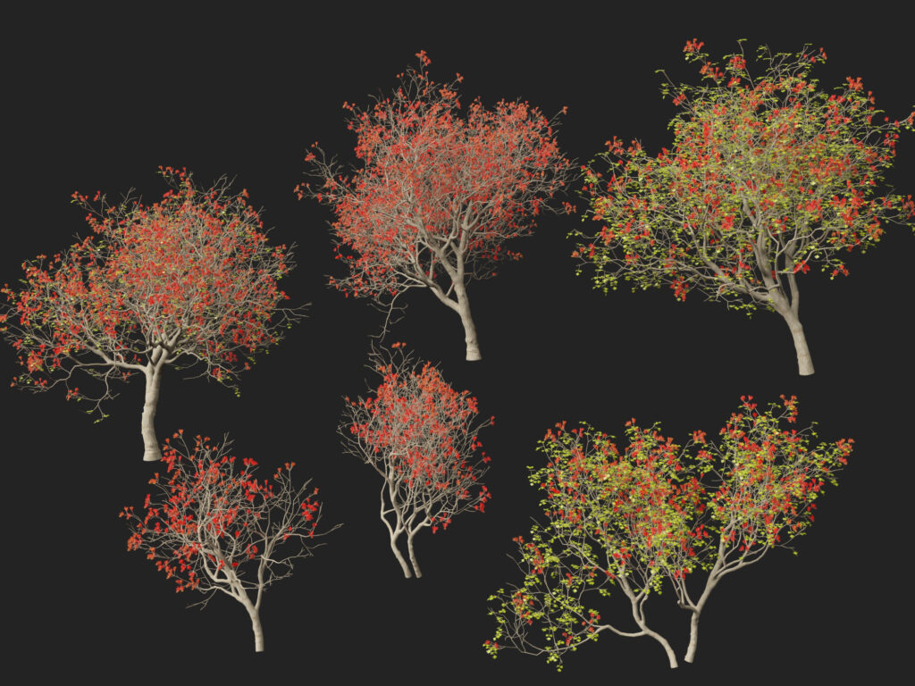 Erythrina variegata - Variegated Coral Tree 3D Model