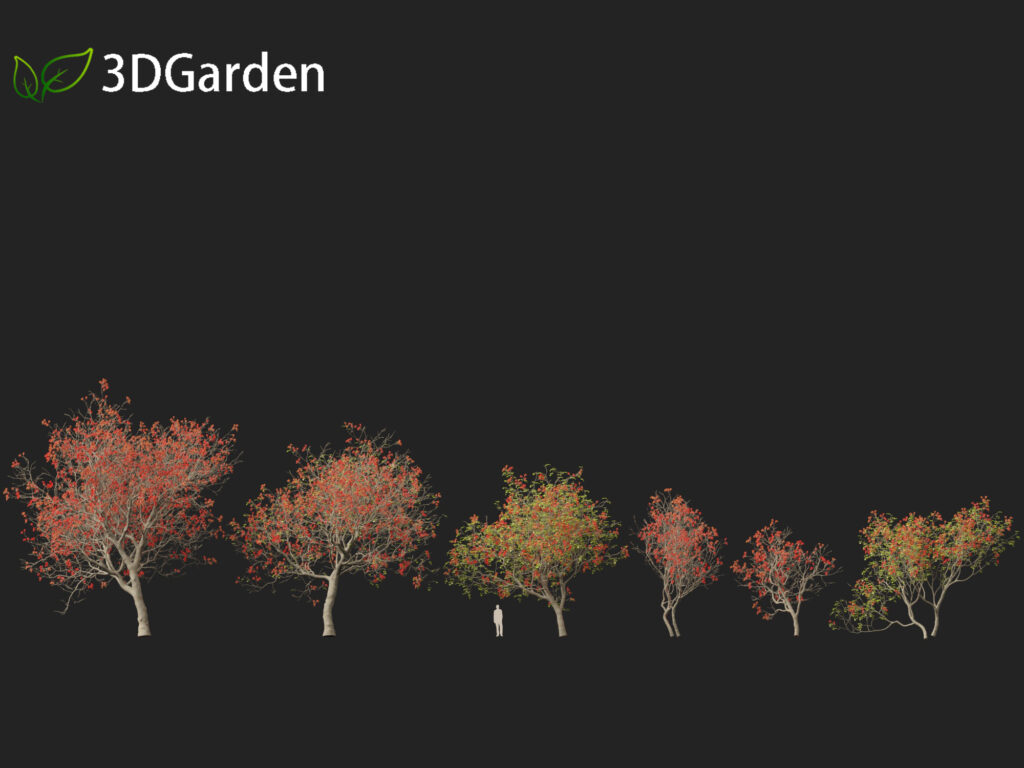 Erythrina variegata - Variegated Coral Tree 3D Model