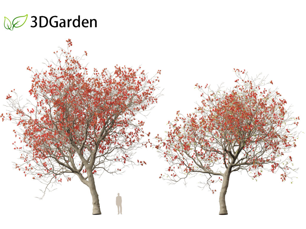 Erythrina variegata - Variegated Coral Tree 3D Model
