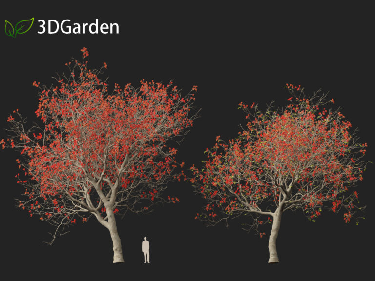 Erythrina variegata - Variegated Coral Tree 3D Model