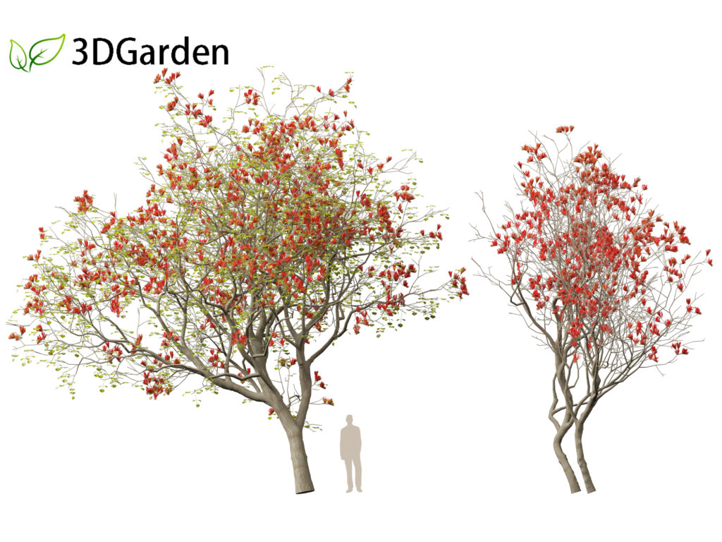 Erythrina variegata - Variegated Coral Tree 3D Model