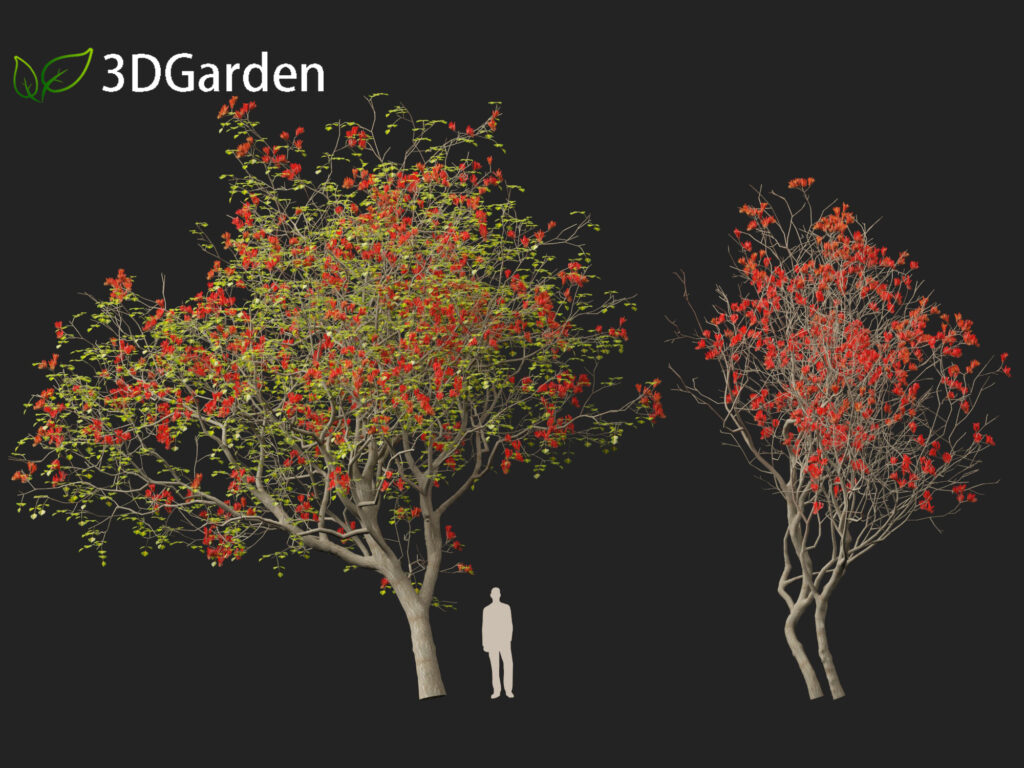 Erythrina variegata - Variegated Coral Tree 3D Model