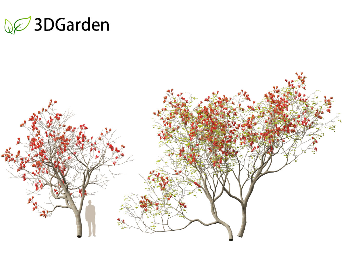 Erythrina variegata - Variegated Coral Tree 3D Model