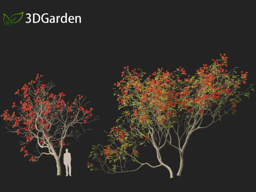 Erythrina variegata - Variegated Coral Tree 3D Model