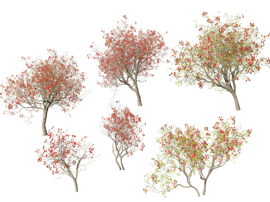 Erythrina variegata - Variegated Coral Tree 3D Model