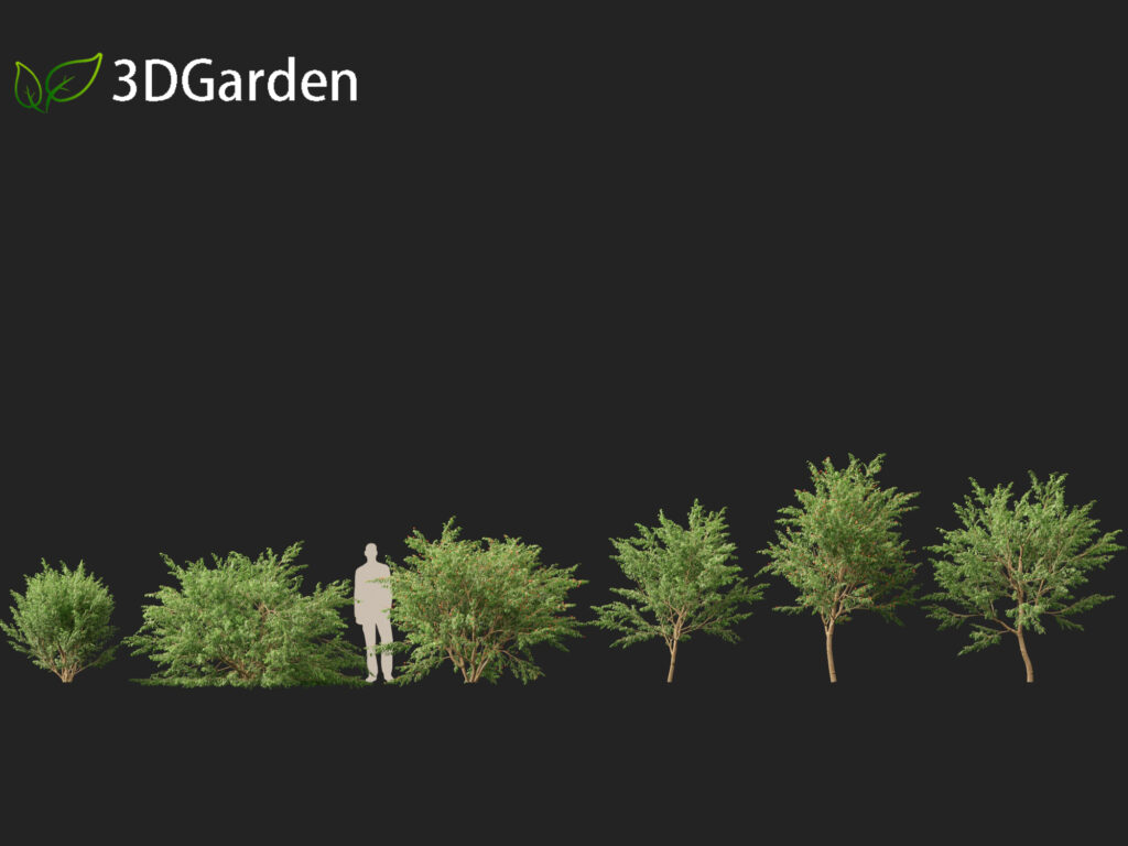 Eugenia uniflora - Surinam cherry 3D Model