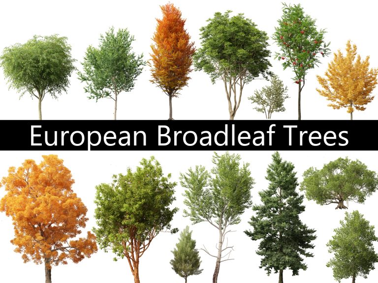 European Broadleaf Trees Pack 17