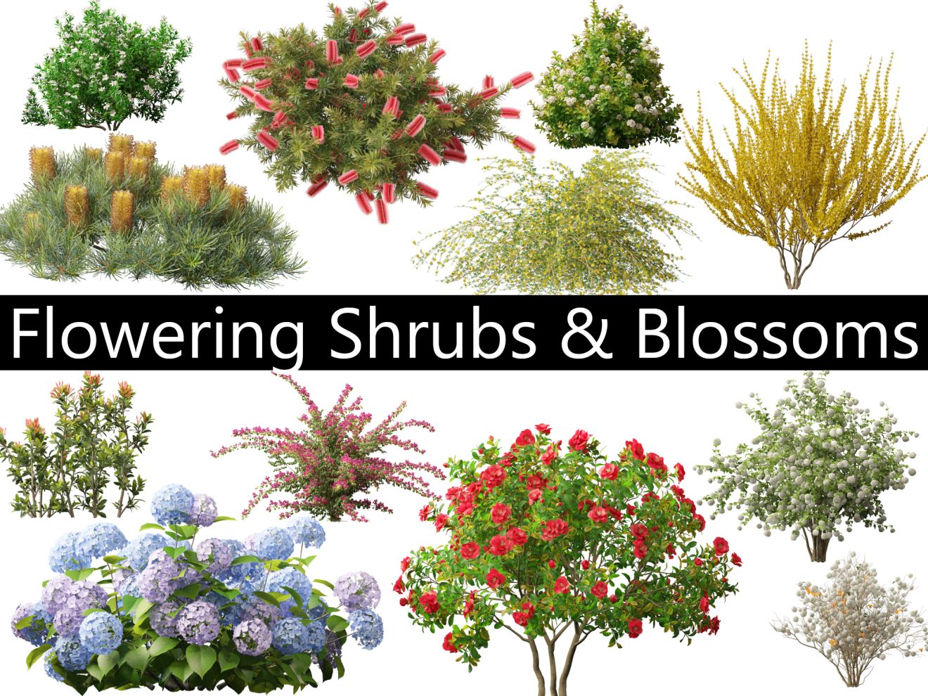 Flowering Shrubs & Blossoms Pack 04