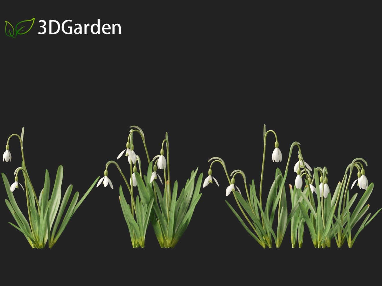 Galanthus nivalis - Snowdrop 3D Model