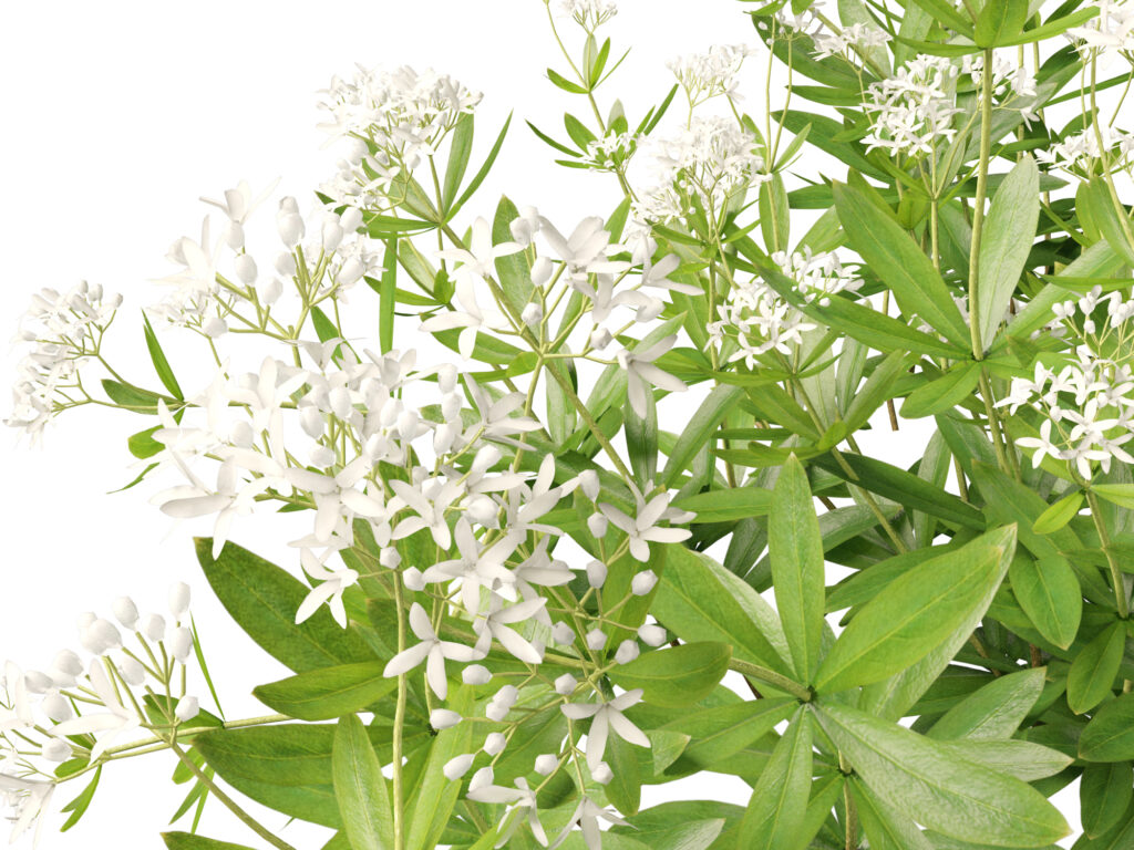Galium odoratum - sweet woodruff 3D Model