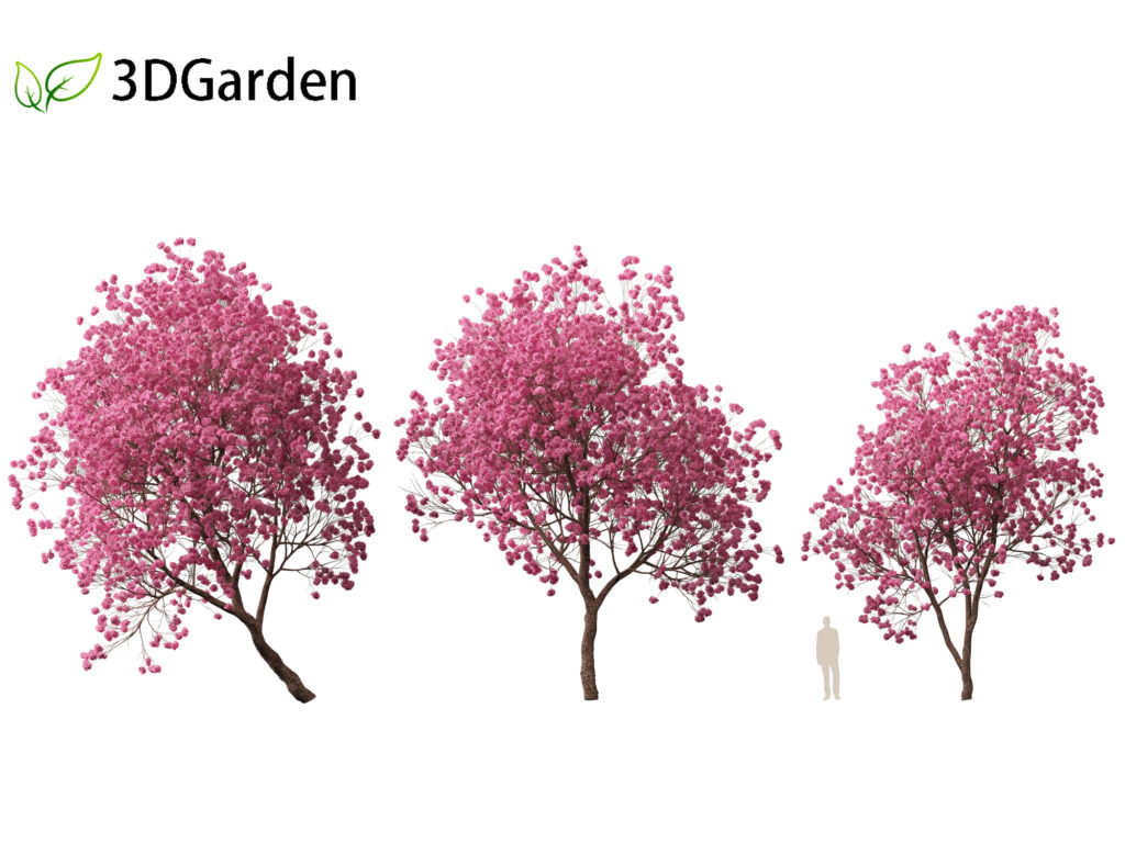 Handroanthus impetiginosus - Pink Trumpet Tree 3D Model