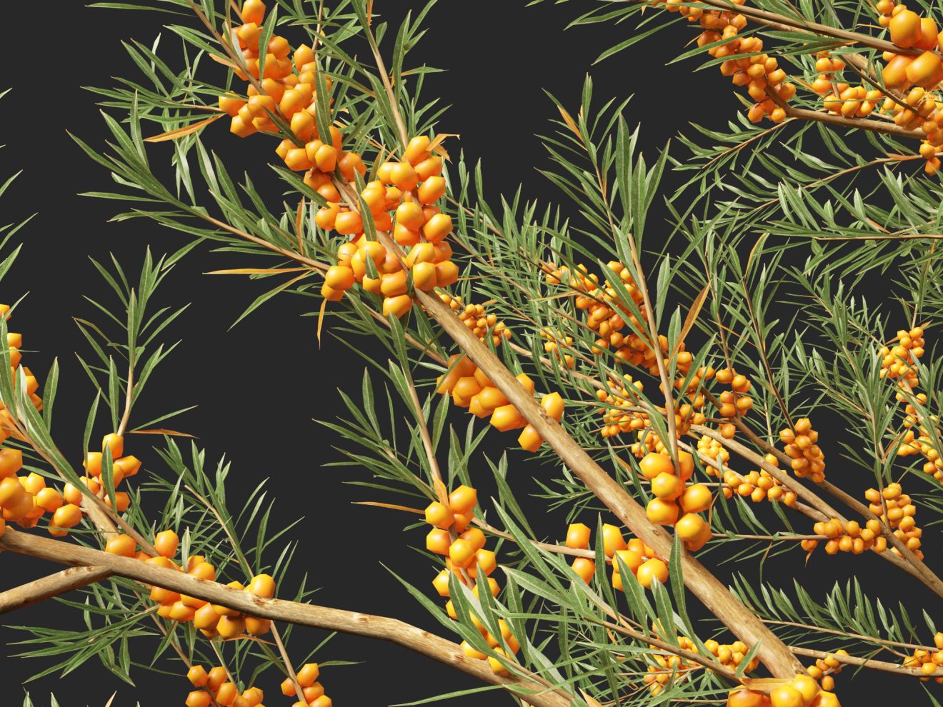 Hippophae rhamnoides - Sea buckthorn 3D Model