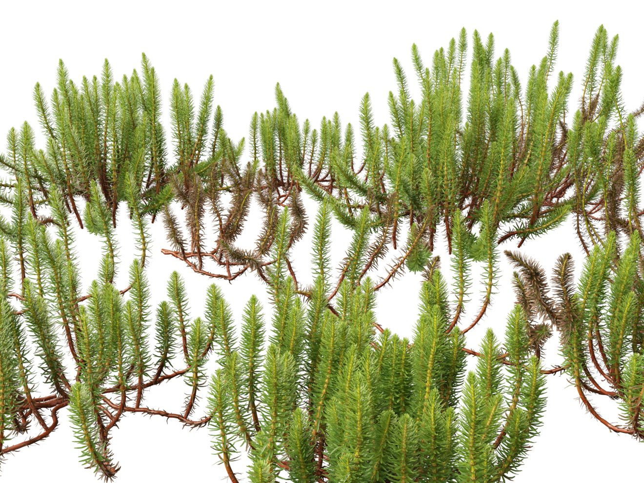 SketchUp Plants, Tree, Grass 3D Models Free Download - 3DgardenPlants